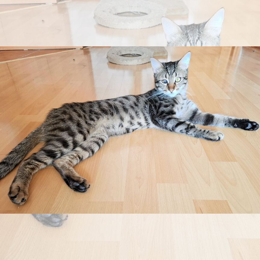 Котик египетский мау(метис) ищет дом