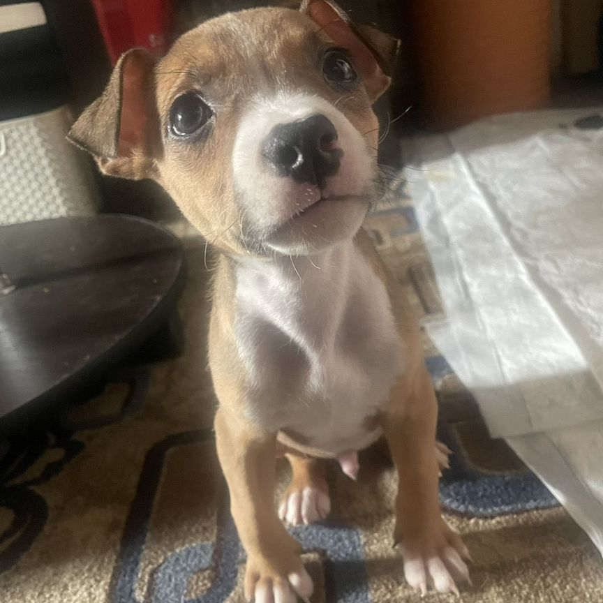 Американский стаффордширский терьер, щенок