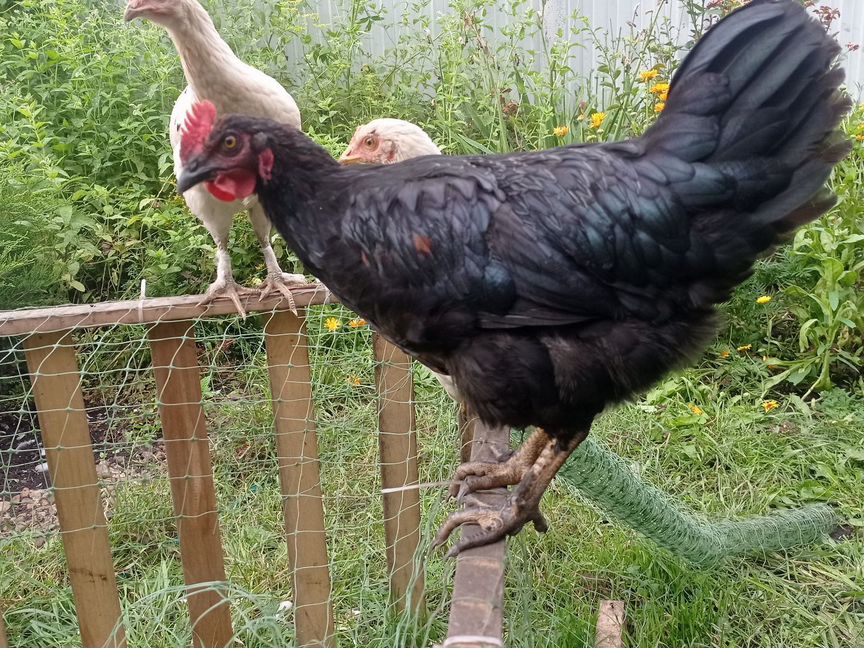 Молодые петухи в уфе