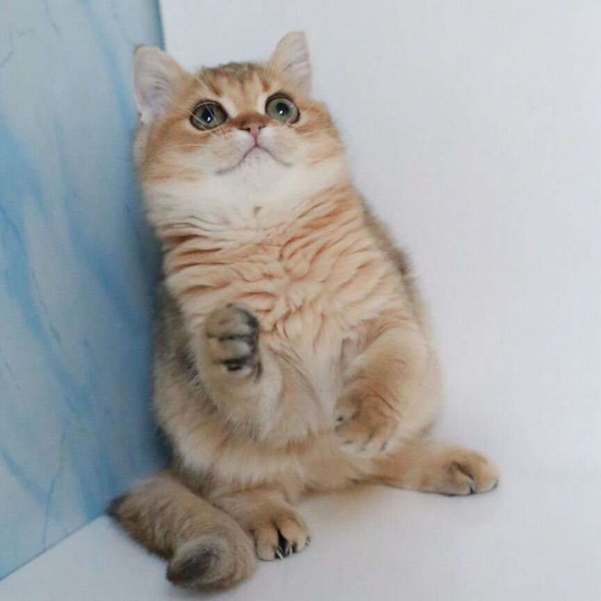 Британская золотая шиншилла