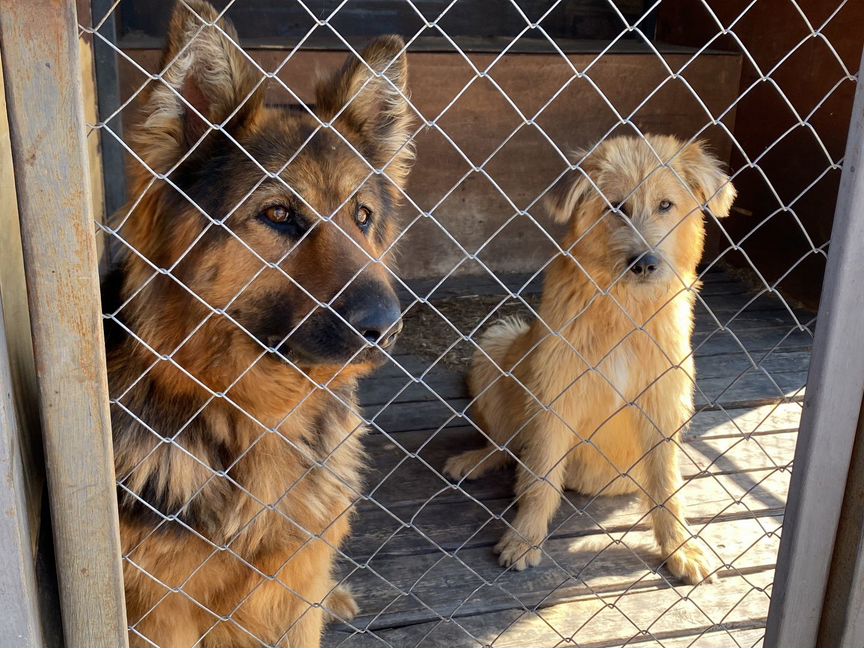 Животное собака