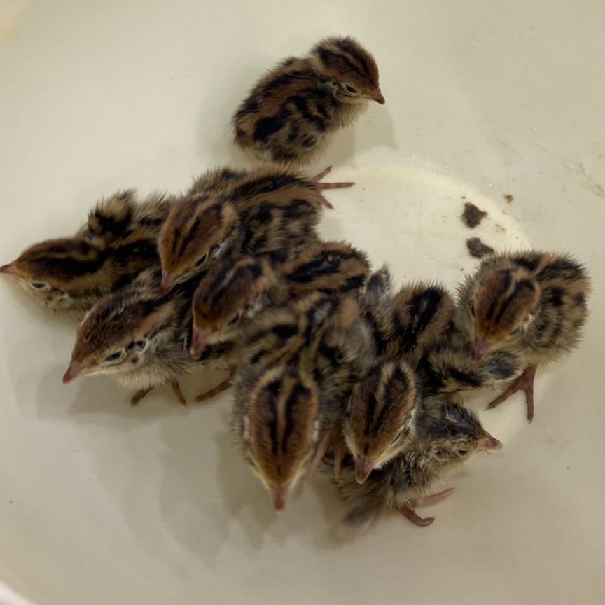 Перепела суточные