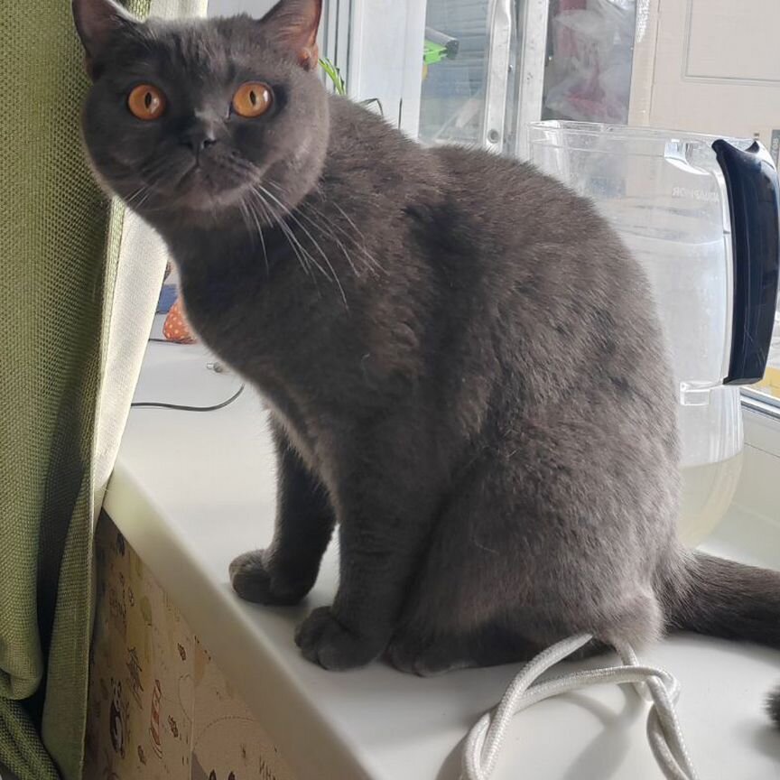 Нашлась кошка