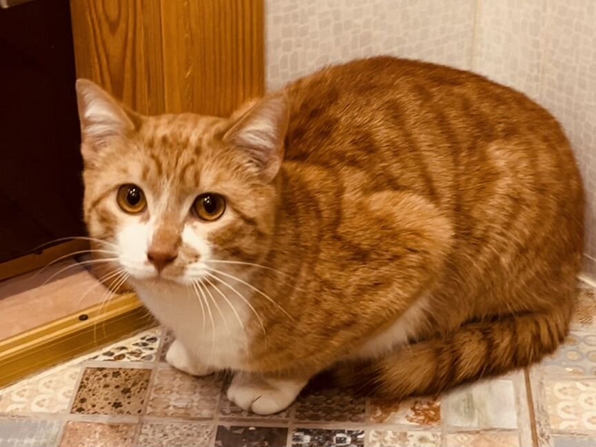 Рыжик с янтарными глазами