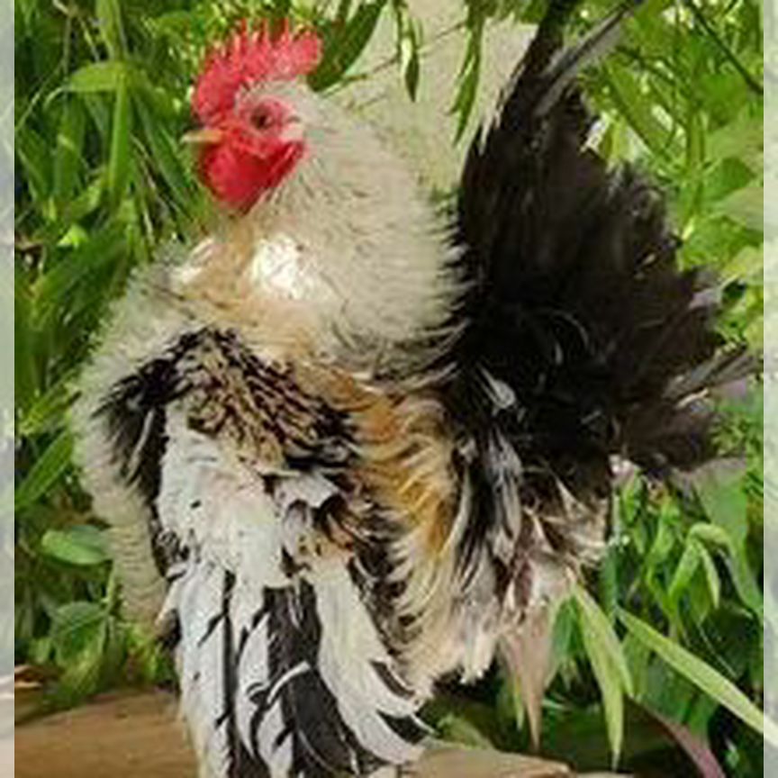 Петушок Серама