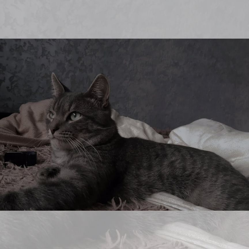 Взрослый кот в добрые руки