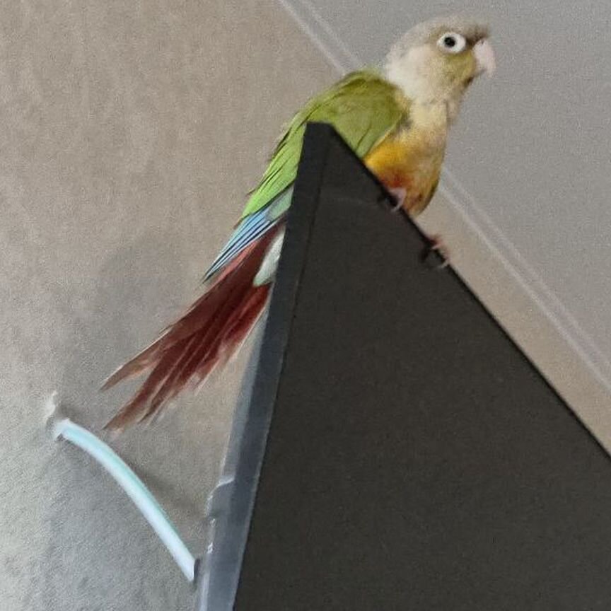 Попугай пиррура