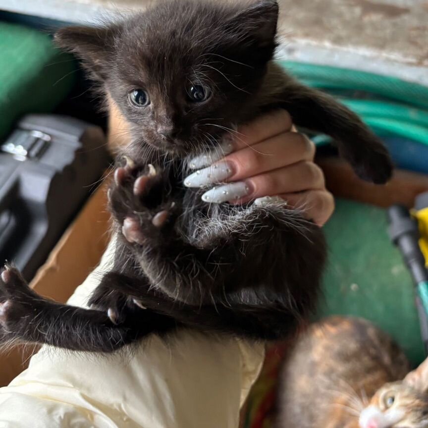 Котёнок в добрые руки