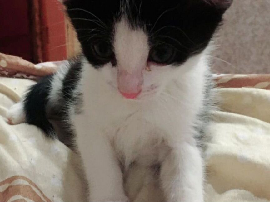 Котята в дар бесплатно