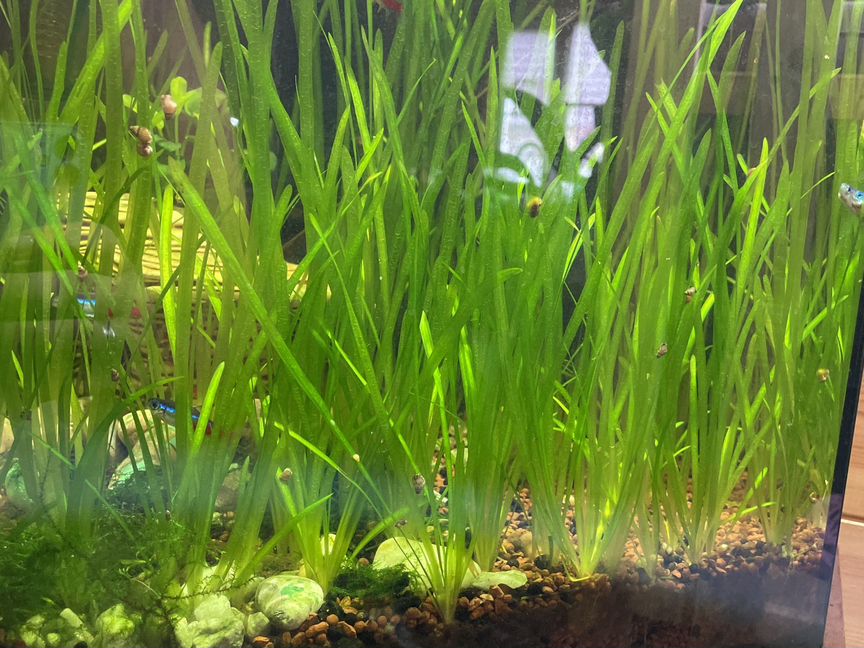 Валлинсерия