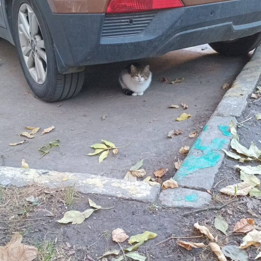 Котенка раздавят машины