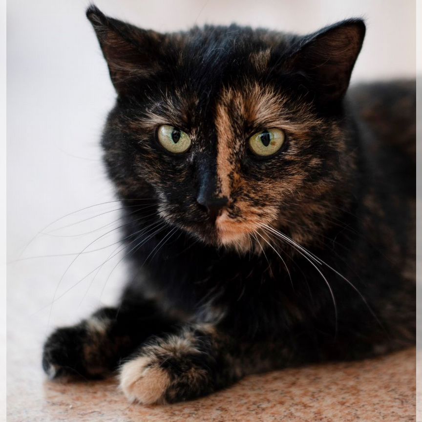 Взрослая, кошка в добрые руки