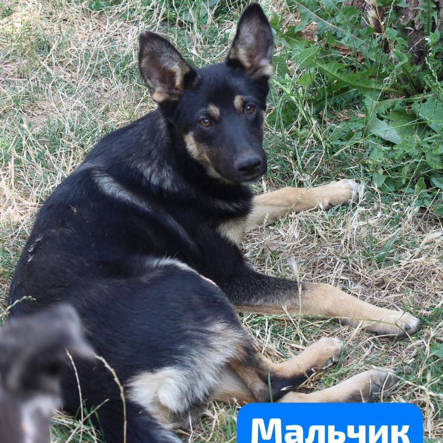 Метисы в дар