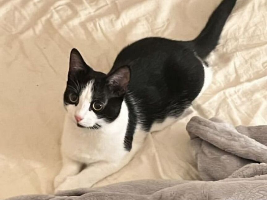 Кошечка в добрые руки