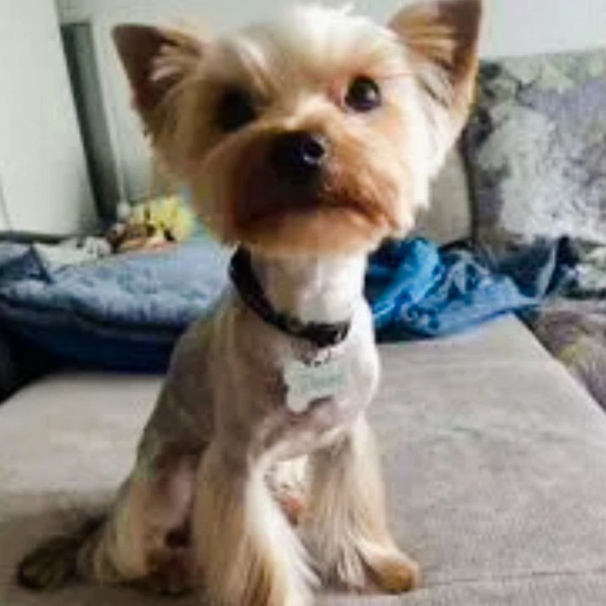 Девочка продам