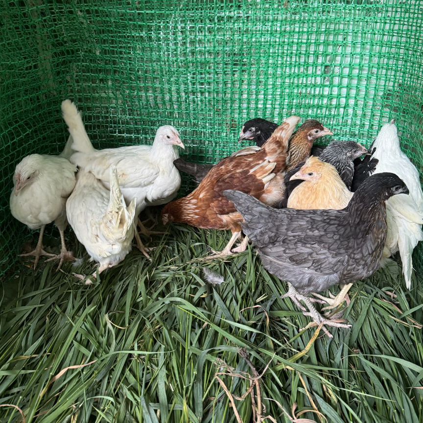 Куры несушки