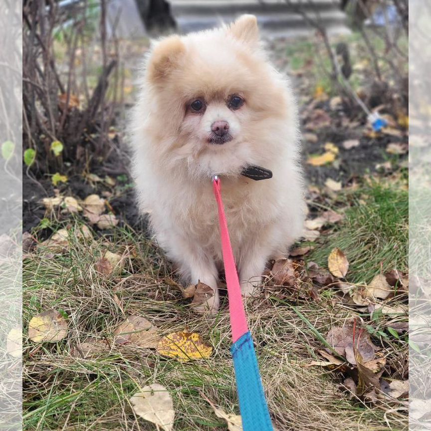 Померанский шпиц, взрослая собака