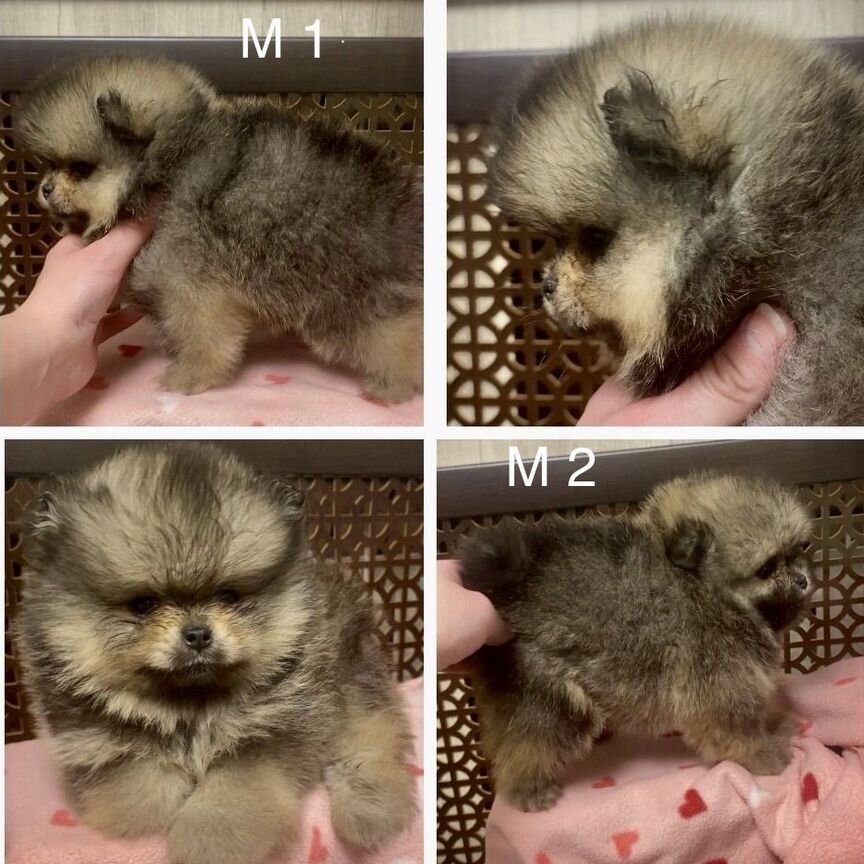 Померанский шпиц, щенок