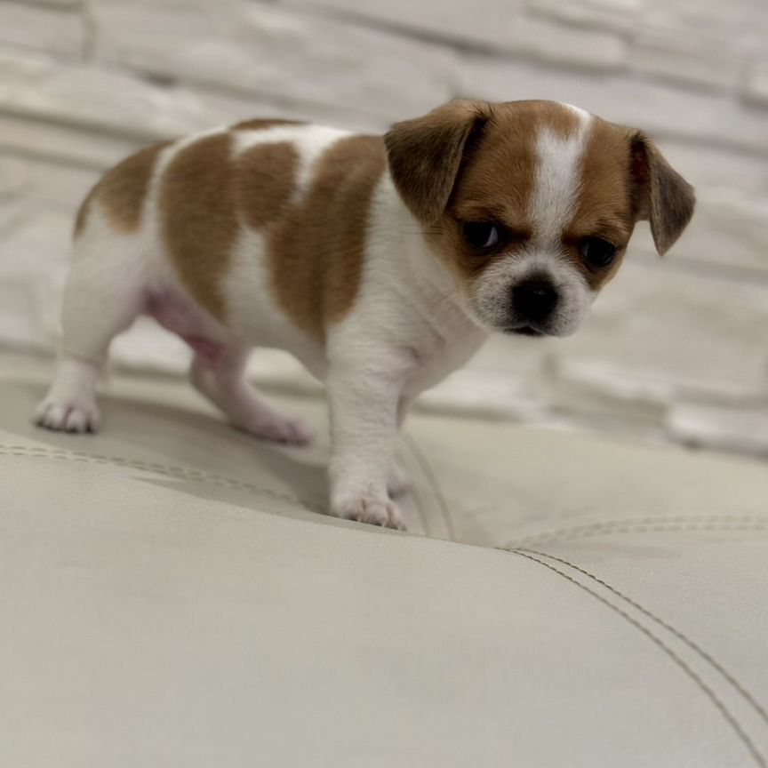 Щенки чихуахуа