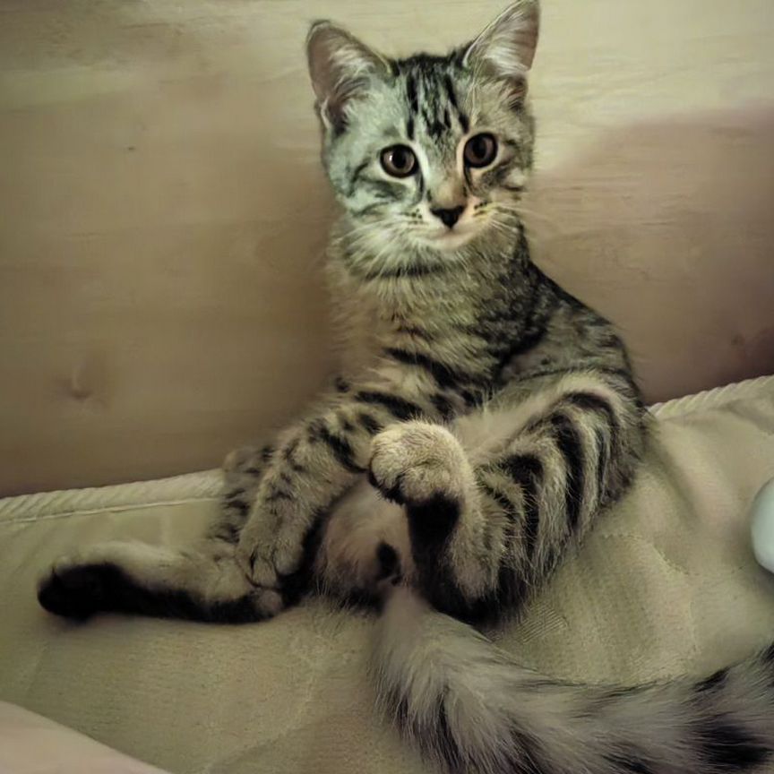 Кошка