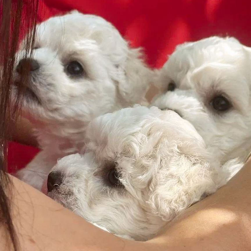 Щенки бишон фризе москва