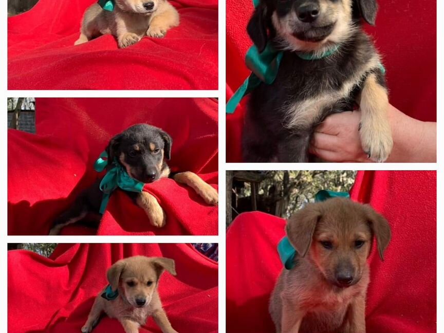 Щенки в добрые руки