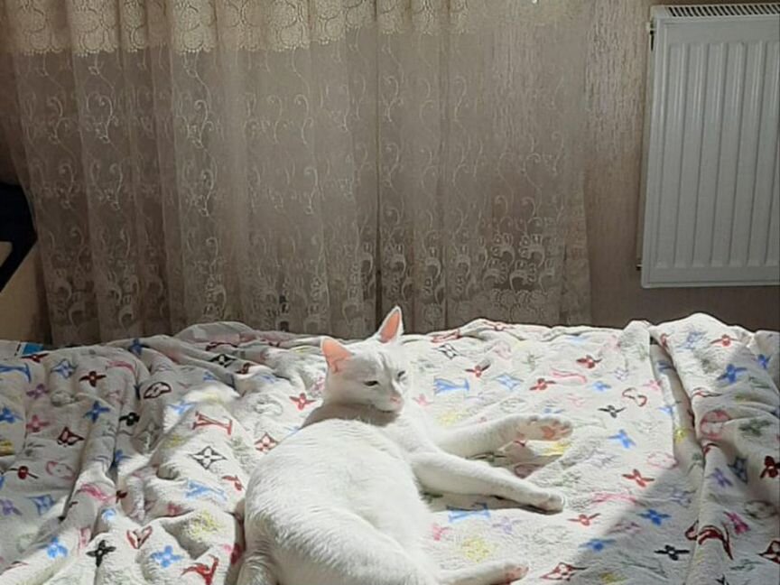 Кот. Турецкая ангора