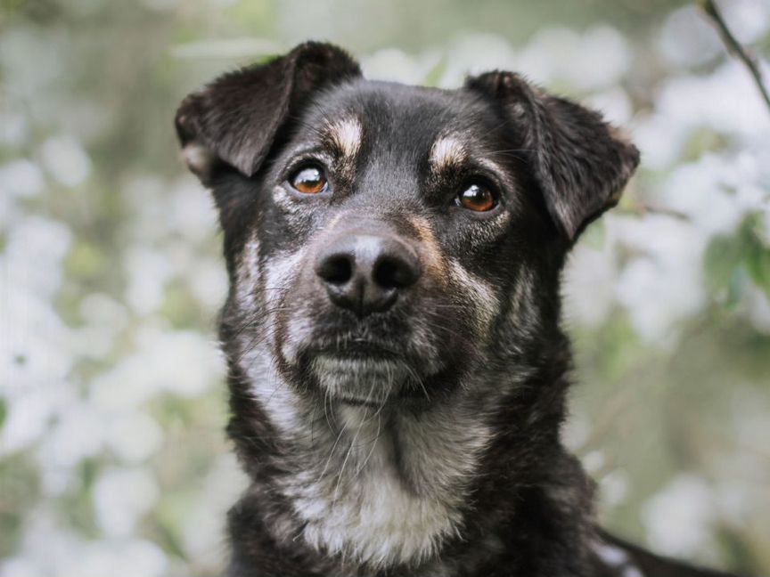 Помесь джек-рассела и питбуля по имени Машуля