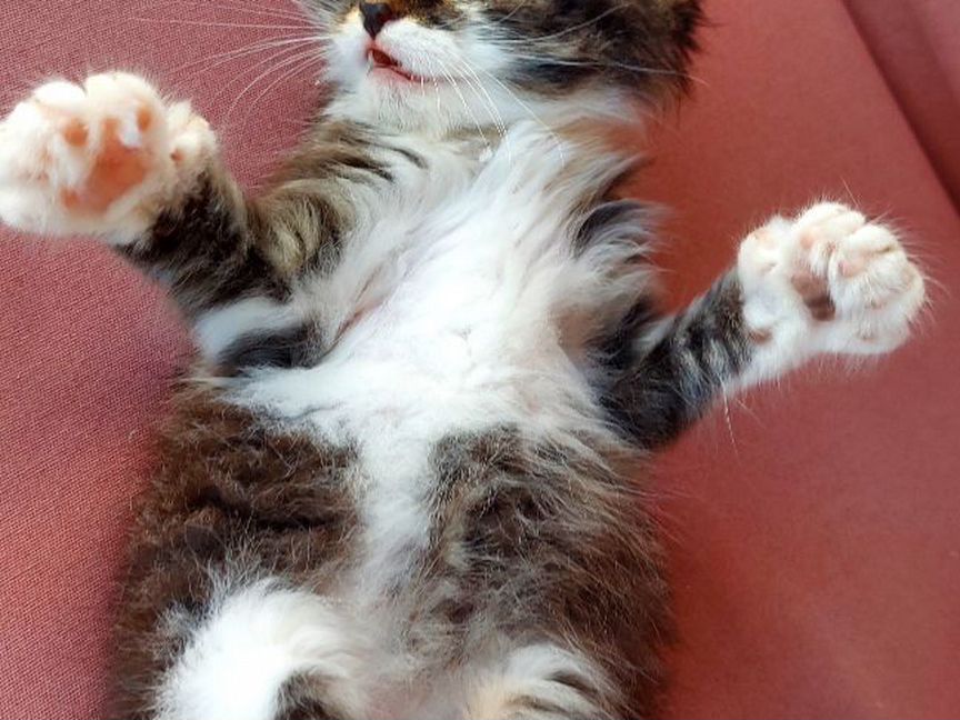 Котенок (кот)
