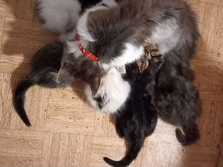 Кошки