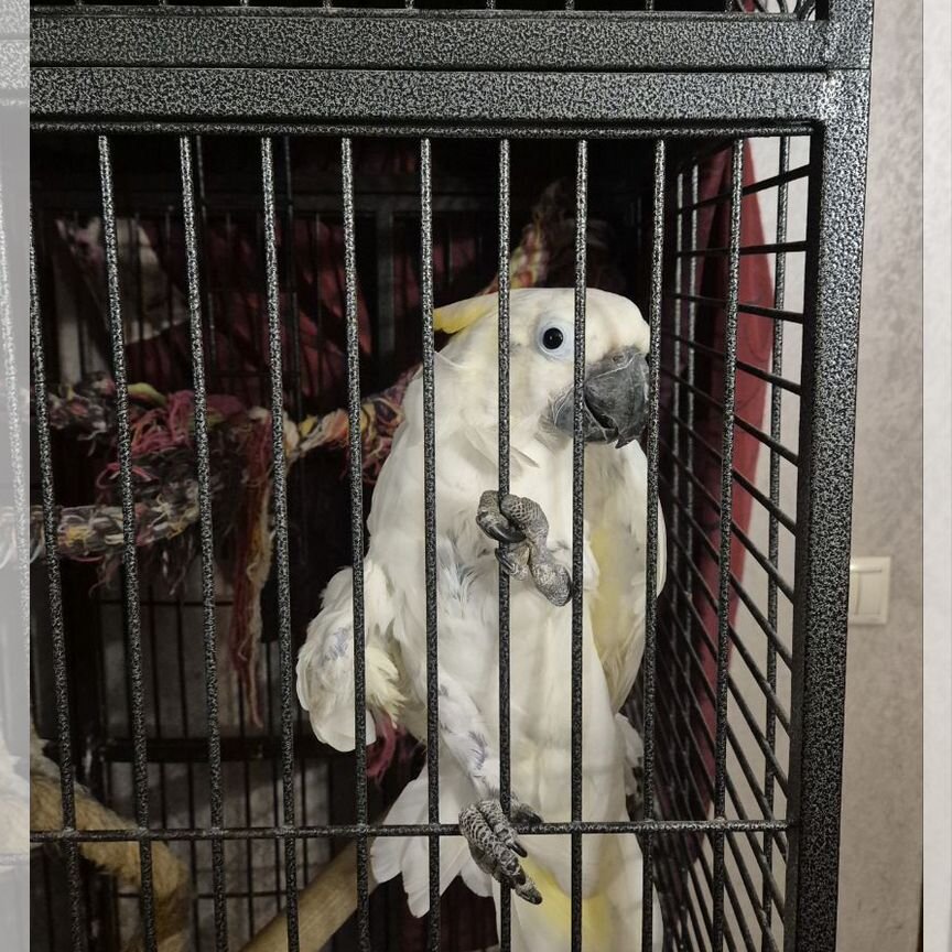 Попугай какаду