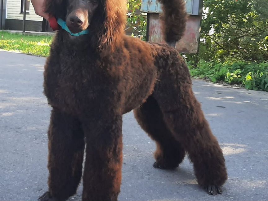 Большой пудель