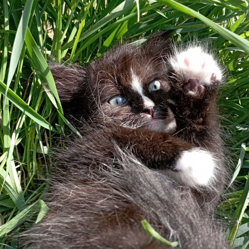 Котенок длинношерстный бесплатно девочка