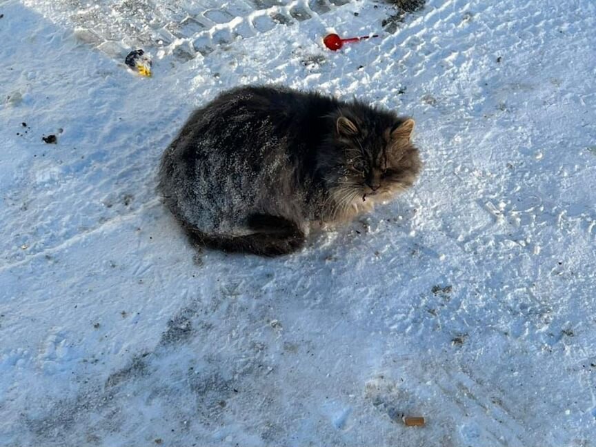 Кошка сосулька(замерзшая кошечка