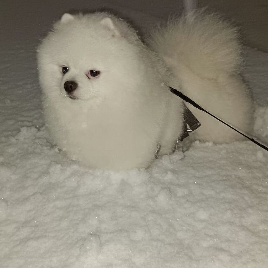 Шпиц