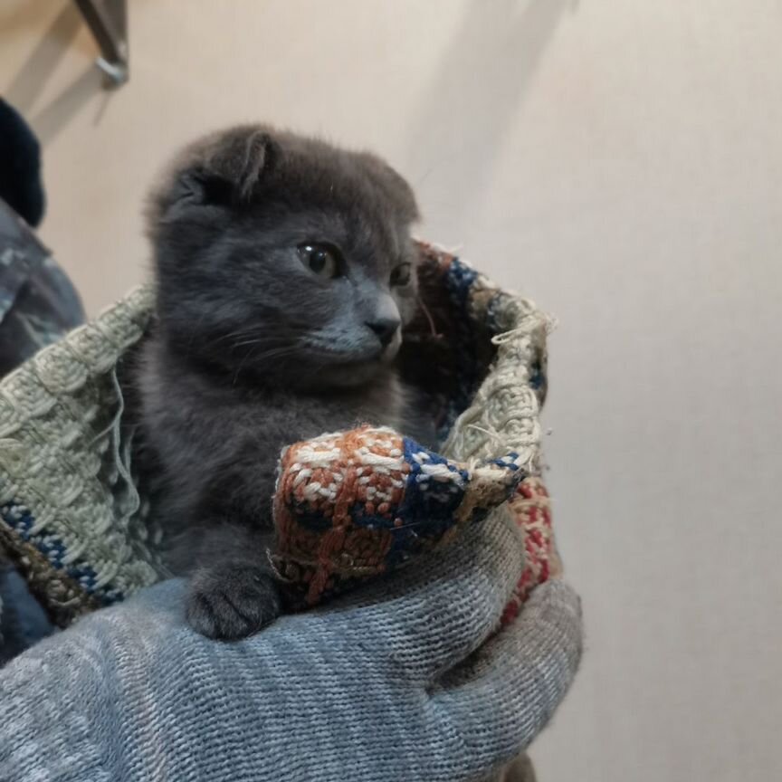 Котик около 3х месяцев