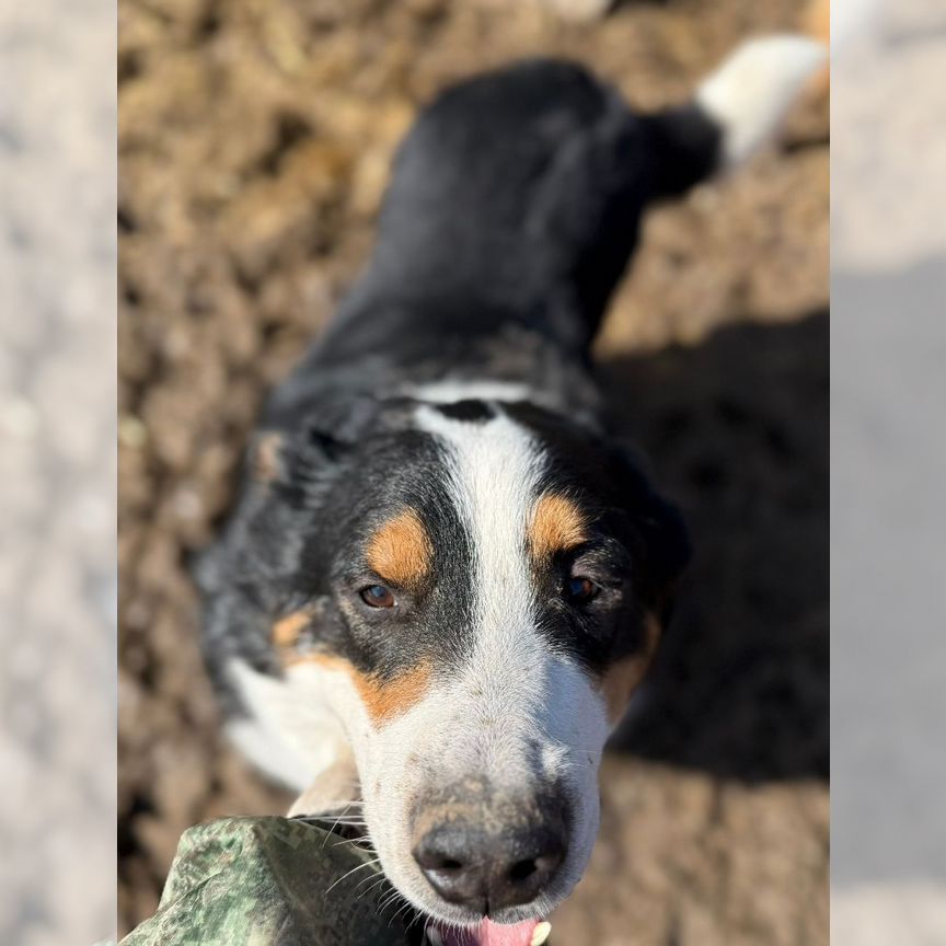 Бернский зенненхунд, взрослый пёс