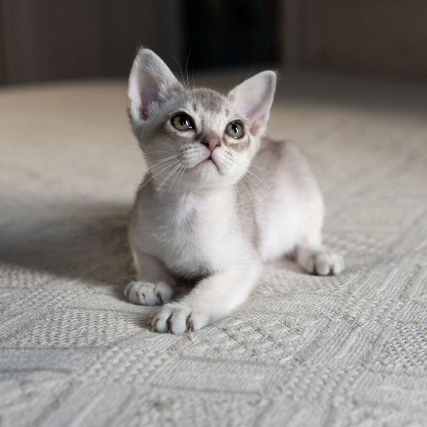 Котик бурмиллы