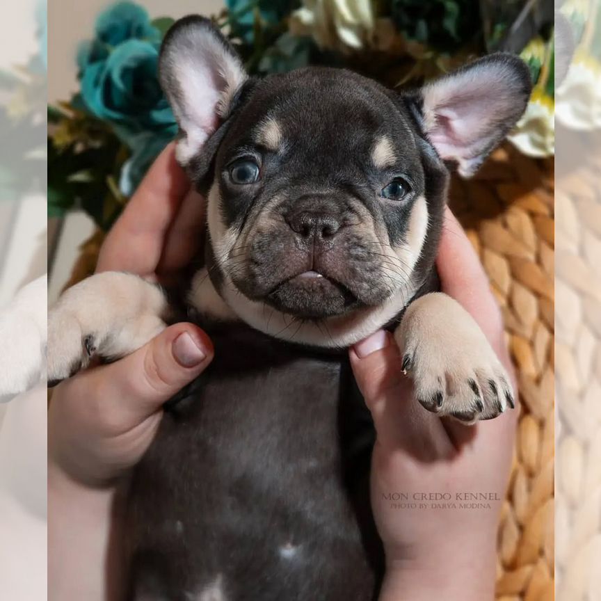 Французский бульдог, щенок