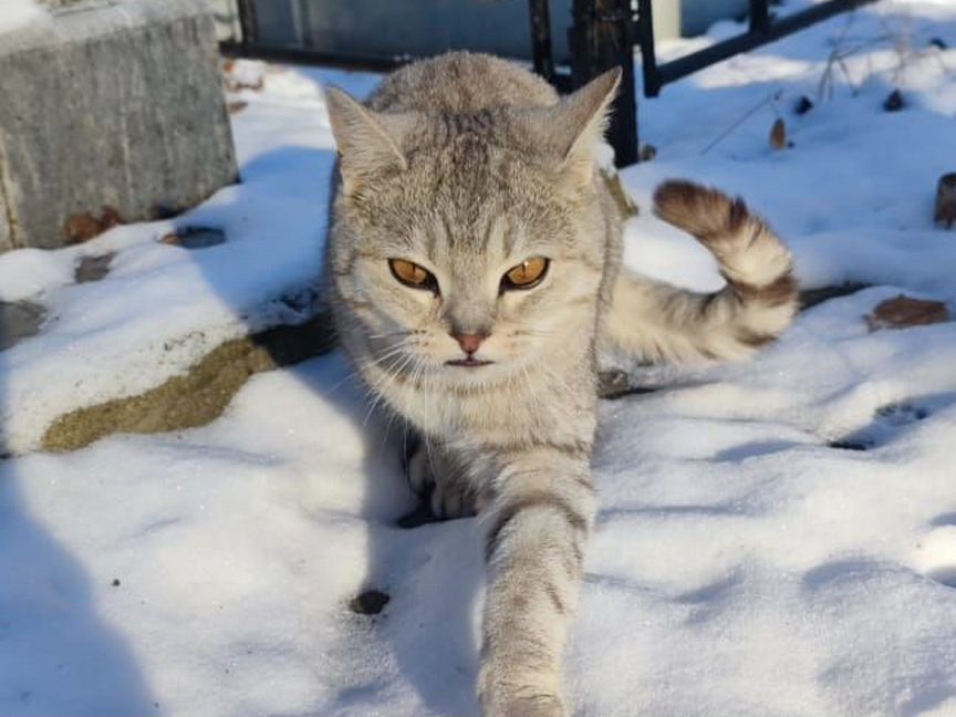 Кошечка живёт на кладбище