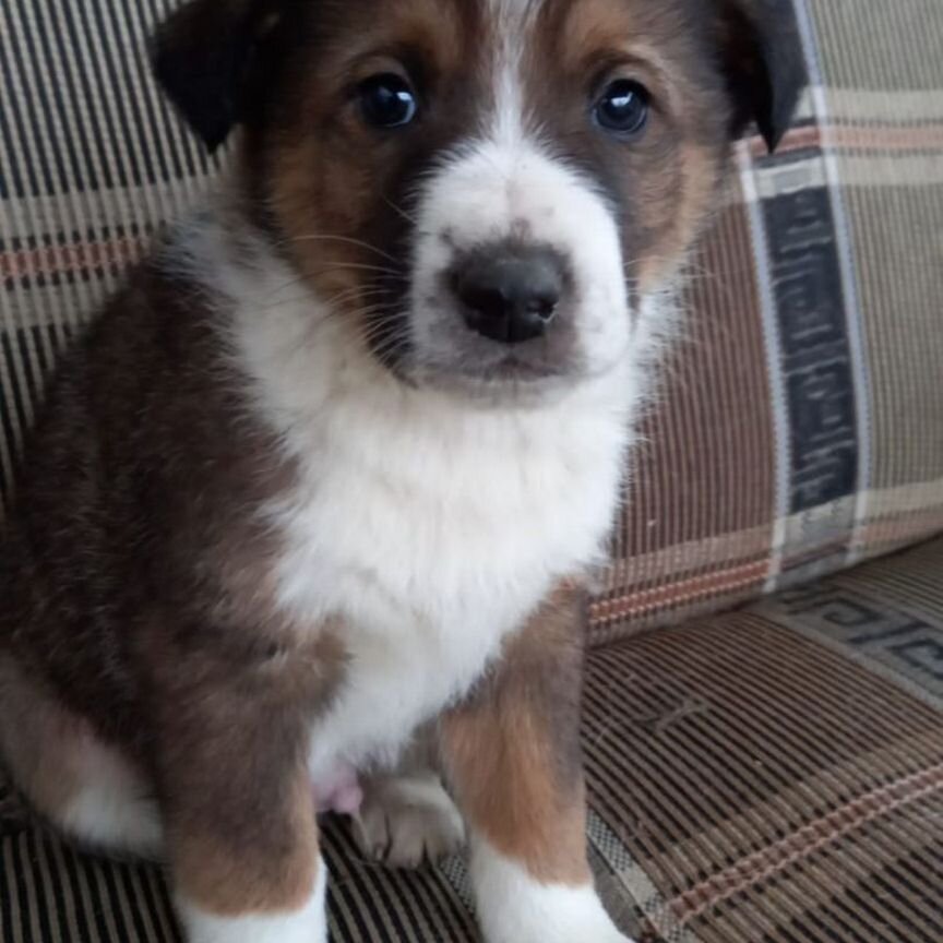 Красавчик в добрые руки