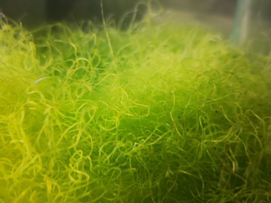 Водоросли хетоморфа для соленоводного аквариума