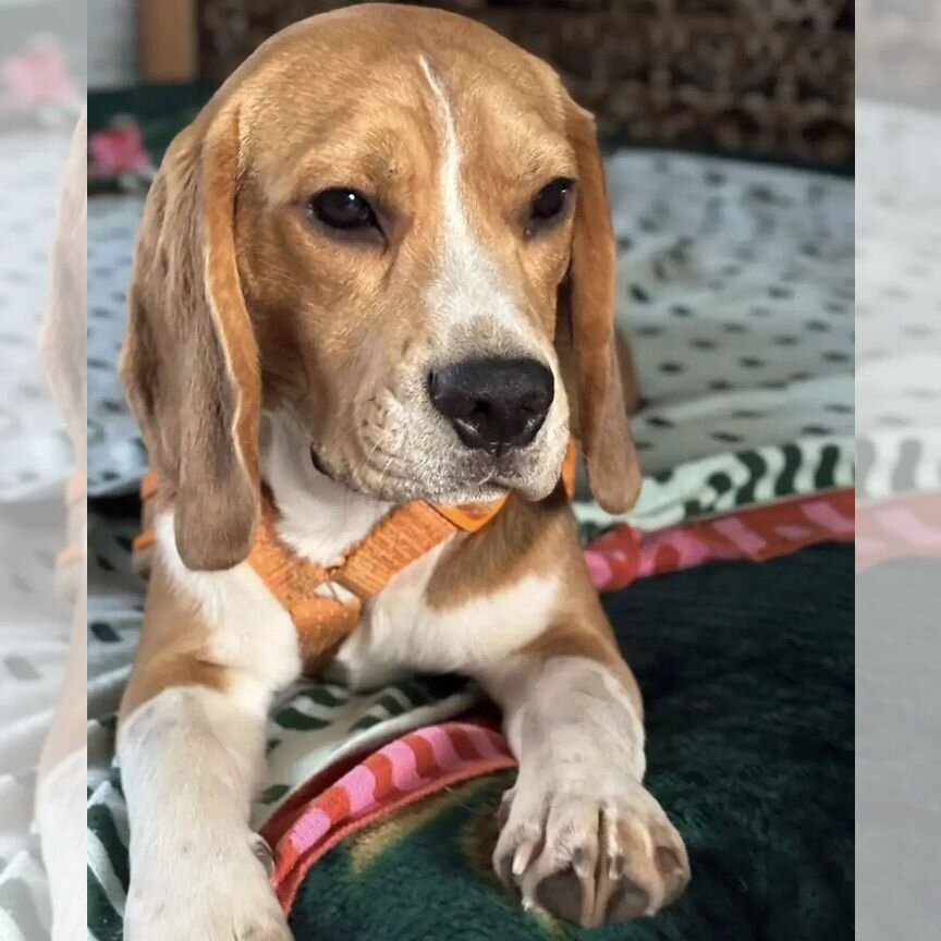 Бигль, щенок