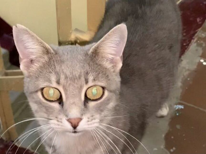 Кошка стерильная