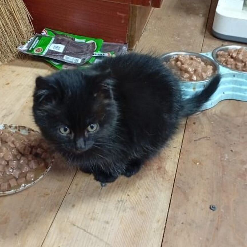 Котёнок в добрые руки