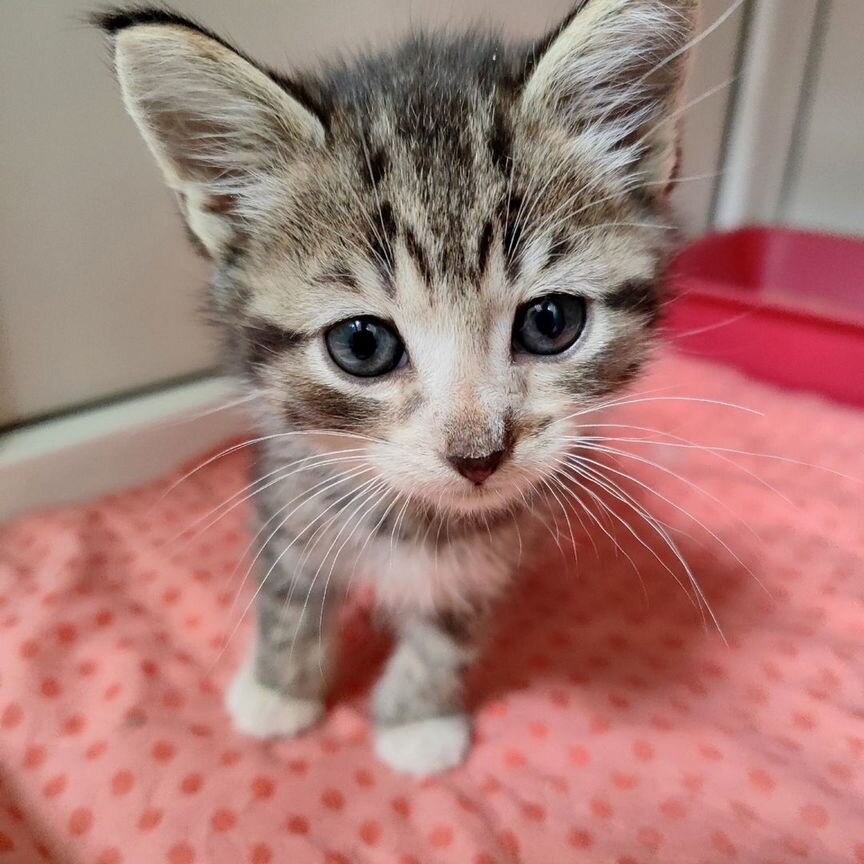 Котенок мальчик ищет дом