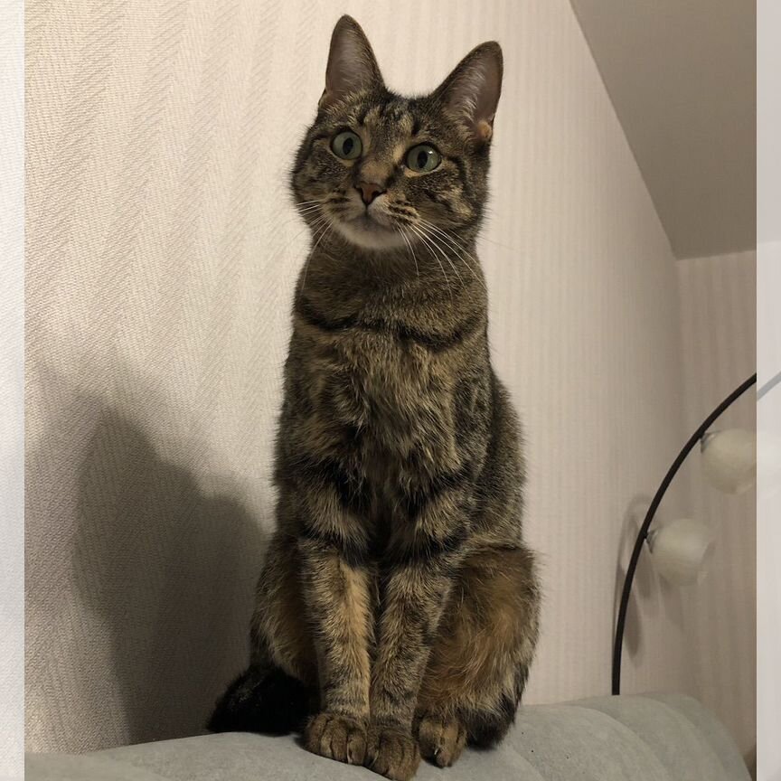 Европейская короткошёрстная кошка, взрослая