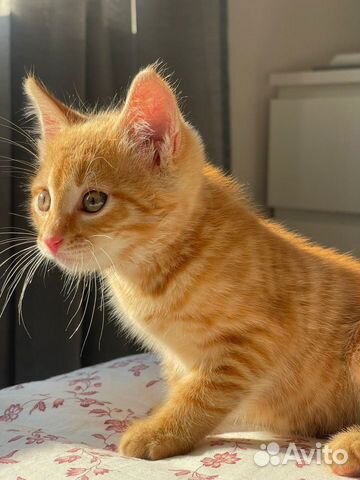 Котёнок мальчик