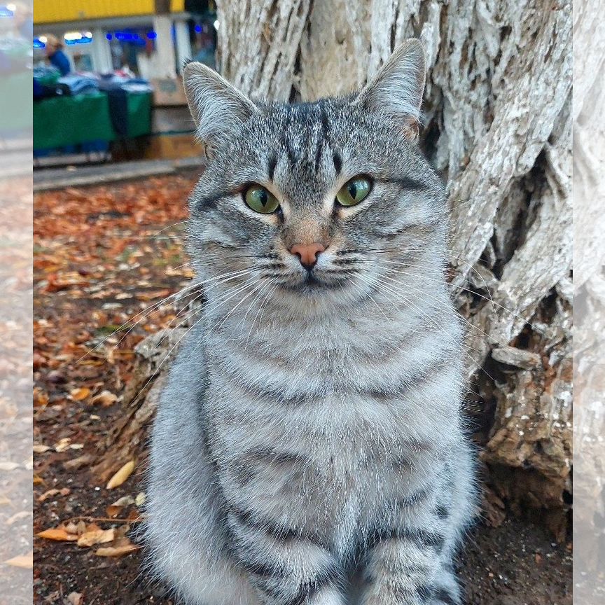 Кот Тучка