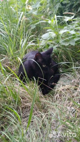 Кошка в дар бесплатно